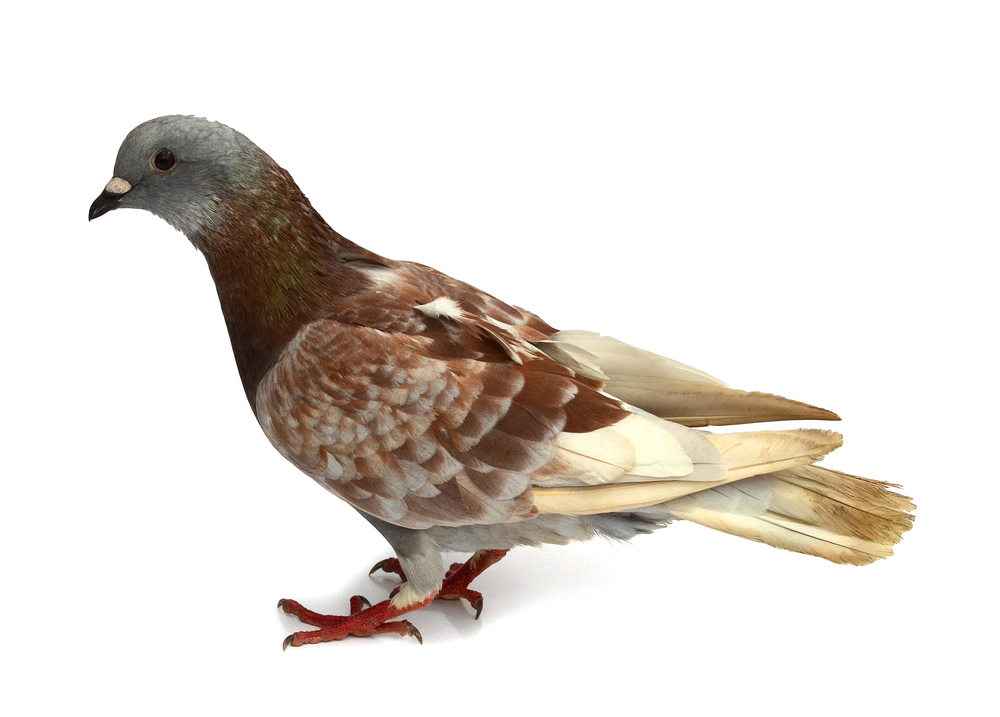 Types of Pests - Buckaroo Pest Protection